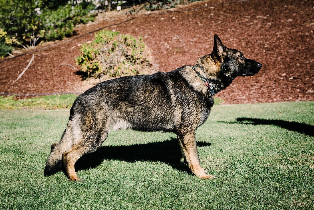 Top 5 Benefits of Owning a Protection Dog | Integrity K9 Services