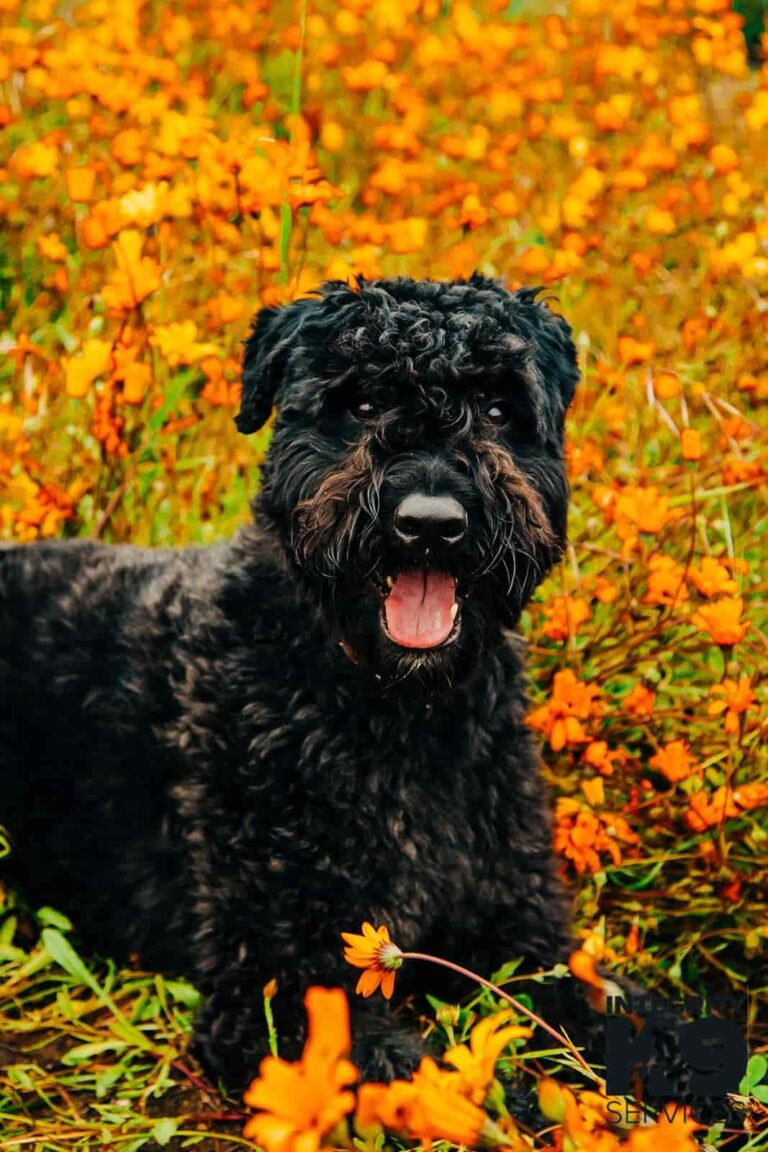 Giant Schnauzer Personal Protection Dog | Integrity K9 Services